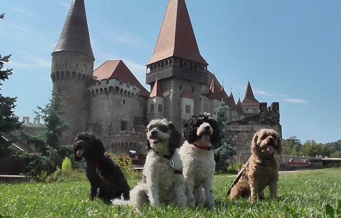 Book: Dogs ‘n’ Dracula – A Road Trip Through Romania wins award - Van ...