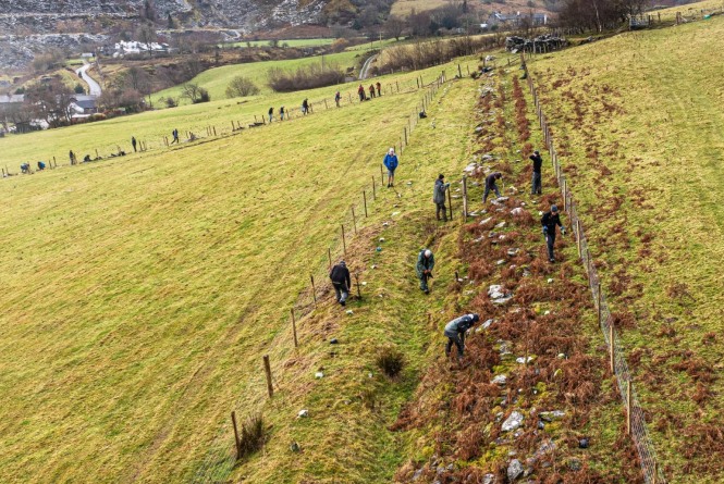 New hedgerow “super-highway” created in remote Welsh landscape to ...